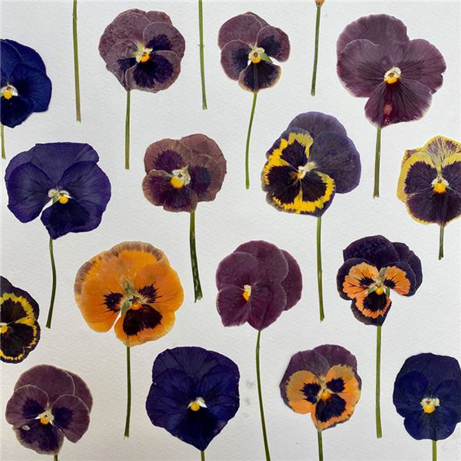 Pressed Pansy Flowers (Stems) 8g
